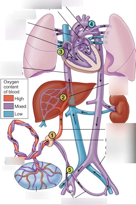 Fetal Circulation Diagram Quizlet