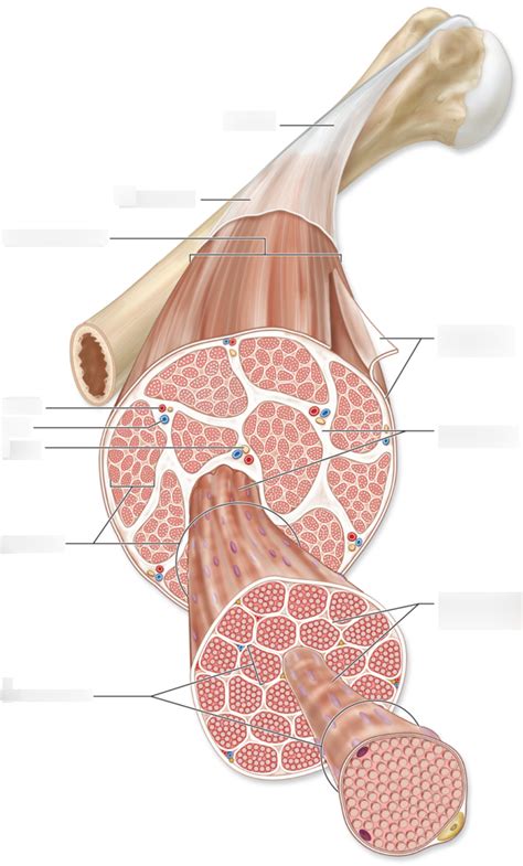 Chapter Muscle Tissue Diagram Quizlet