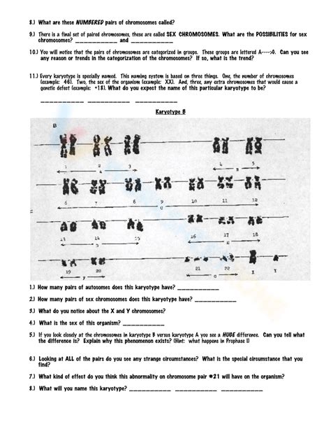 Karyotype Worksheet