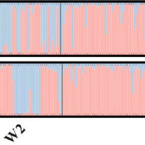 Population Genetic Structure Of Striped Hamster Estimated From