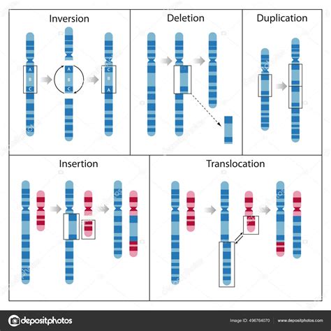 Chromosome Mutation Process Change Results Rearranged Chromosome Parts