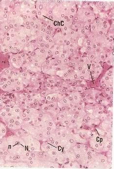 Histología de las glándulas endocrinas página 2