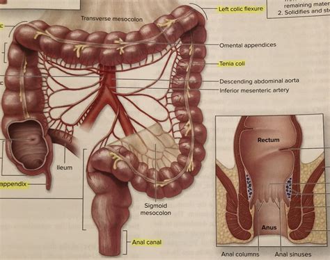 Digestive System Pt 4 Diagram Quizlet