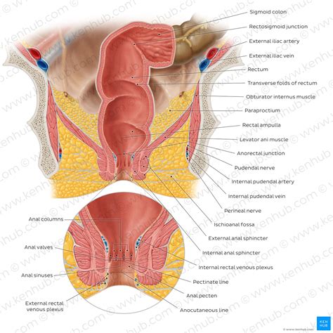 Human Anus Anatomy
