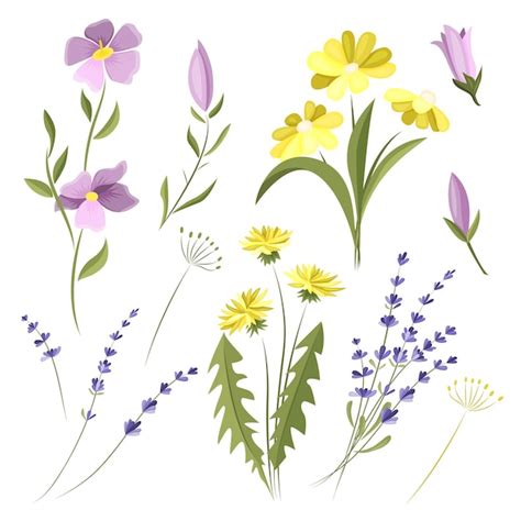 Premium Vector Vector Set Of Wild Flowers Design Elements Meadow