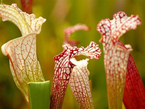 Pitcher Plants Carnivorous Plant In The Botanic Gardens Gl Flickr