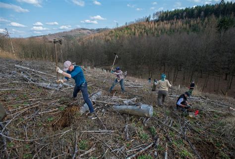 Wiederbewaldung in Hemer Großer Pflanztag am 4 November