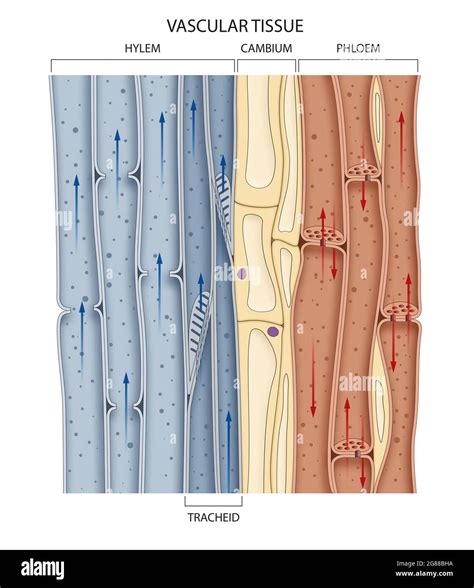 Plant Transport Tissues Xylem And Phloem The Challenges Of Size In