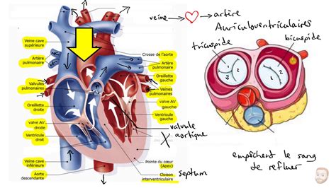 Systeme Cardio Vasculaire Anatomie