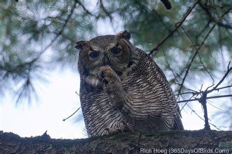 Great Horned Owl Talons Days Of Birds