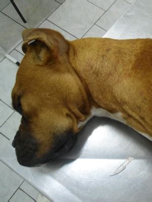 G1 Cadela morre após ser atingida por tiro de arma de fogo em Rio