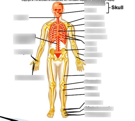 Appendicular Skeleton Diagram Quizlet