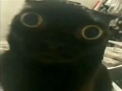 Jinx The Cat Blank Template Imgflip
