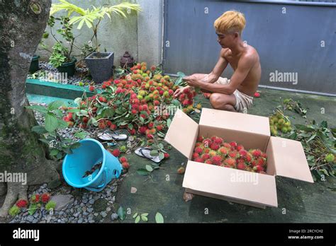 Lipa Filippine 17 Luglio 2023 I Raccoglitori Di Frutta Raccolgono I