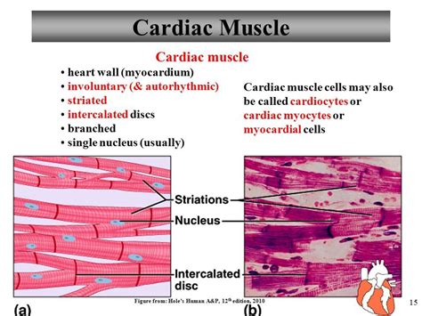 Cardiac Muscle Diagram