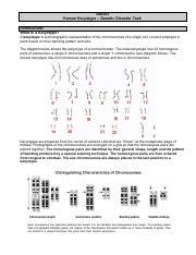 5 Karyotype Activity Worksheet Pdf SBI3U1 Human Karyotype Genetic