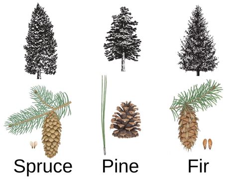 Distinguishing Spruce Pine Fir Trees Splintered Forest Guide