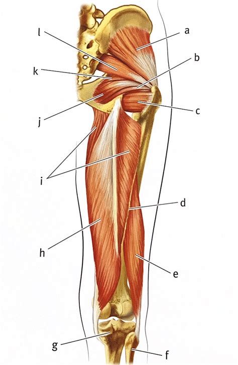 Posterior Right Thigh And Gluteal Muscles Deep Dissection Posterior