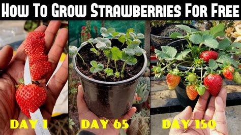 How To Grow Strawberries From Seed Seed To Harvest Herbal Plant Power