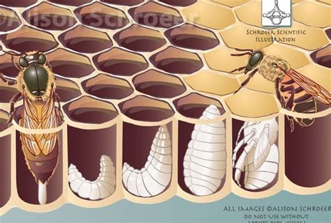 Proceso de reproducción de las abejas cómo ocurre y su ciclo