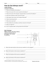 Excretory Urinary System Worksheet Answers