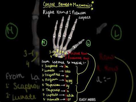CARPAL BONES MNEMONICS EASY MBBS SHORTS YouTube