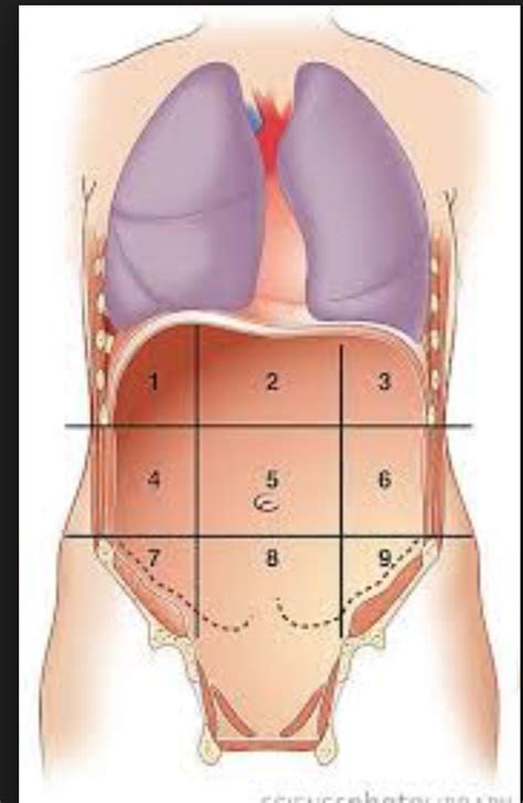 9 Abdominopelvic Regions Anatomy Diagram Diagram Quizlet