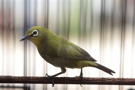 Perawatan Burung Pleci