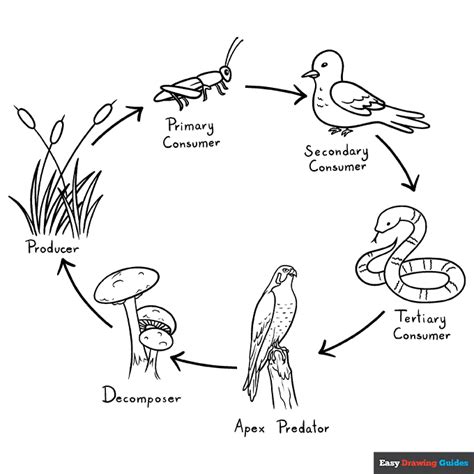 Food Chain Coloring Page Coloring Pages Porn Sex Picture