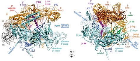 Rna Polymerase In Prokaryotes