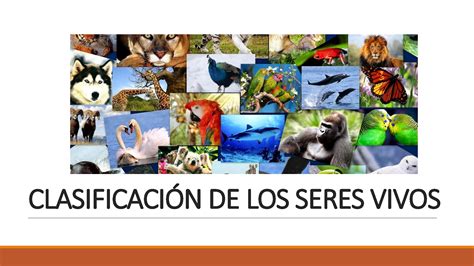 SOLUTION Clasificaci N De Los Seres Vivos Studypool