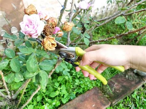 Como Podar El Rosal Consejos Para La Poda
