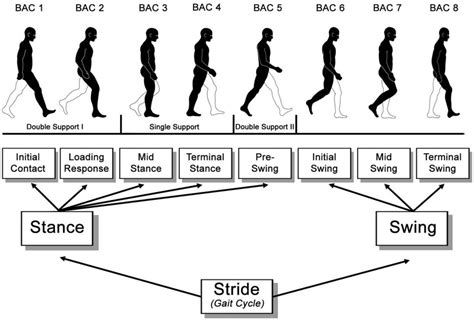 Phases Of The Gait Cycle Gait Analysis ProtoKinetics