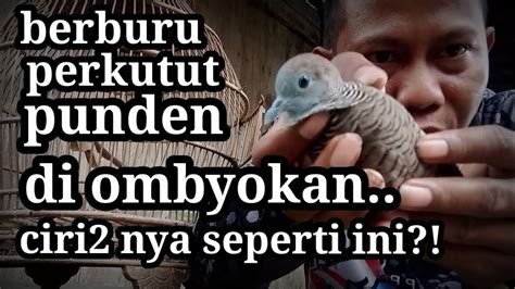 Cara Mengetahui Ciri2 Perkutut Punden Asli Di Ombyokan YouTube