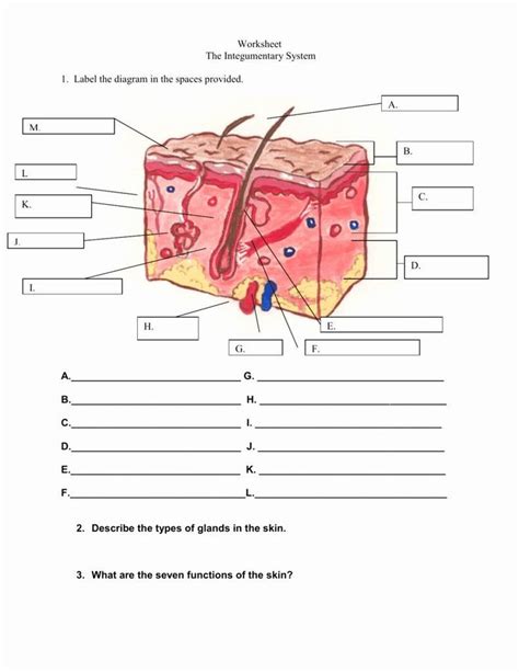 Integumentary System Worksheet Answers Integumentary System Worksheet