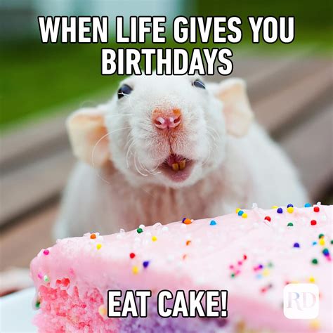 Best Birthday Memes 2025 Legra Natalee