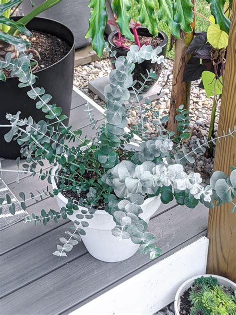 Eucalyptus Plant Care How To Care For Potted Eucalyptus