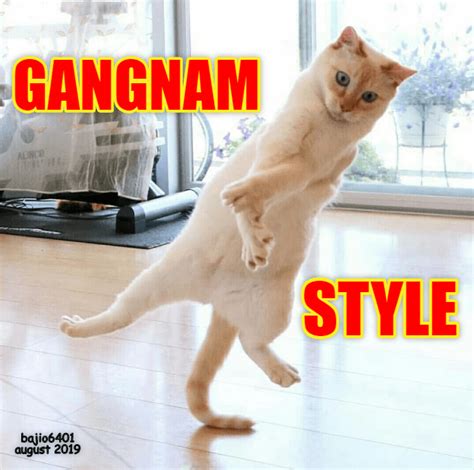 KITTEH DOING IT GANGNAM STYLE Lolcats Lol Cat Memes Funny Cats