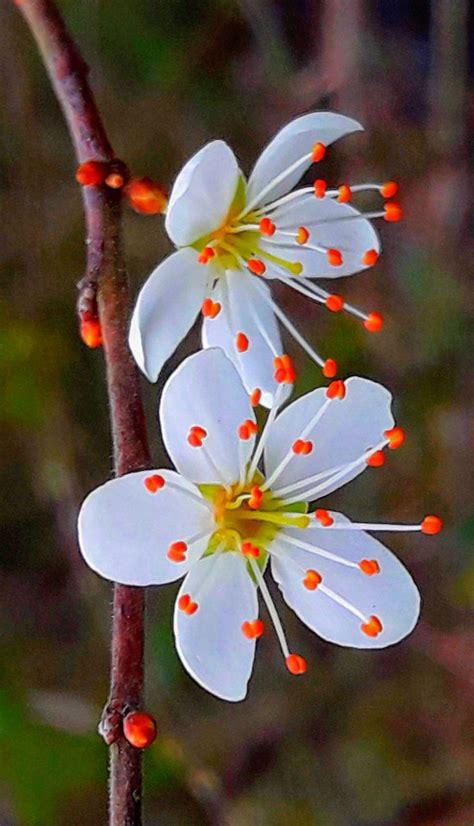 Pin by Neşat Arıcı on Çiçekli Dallar in 2024 Pretty flowers pictures
