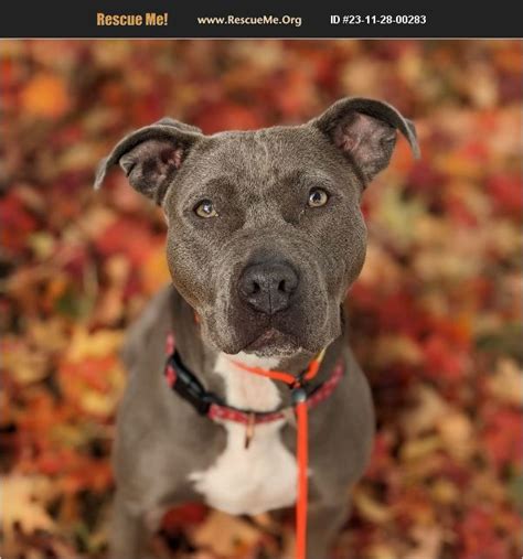 Adopt Pit Bull Rescue Manchester Nh