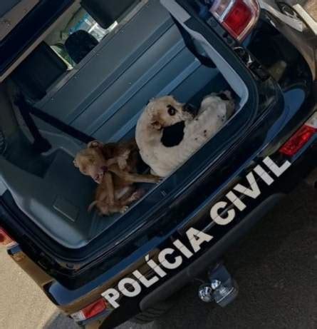 Polícia Civil recupera cachorros em condições de maus tratos Hojemais