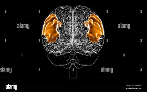 Brain Angular Gyrus Anatomy For Medical Concept 3D Illustration Stock