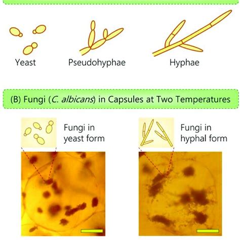 Morphology Of C Albicans At Different Temperatures A Schematics Of