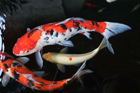 Top 140 Imagen Carpe Koi Orange Fr Thptnganamst Edu Vn