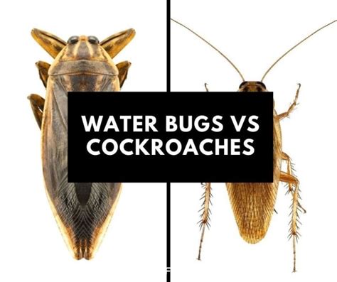 Water Bugs Vs Cockroaches What Are The Similarities And Differences