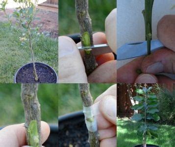 Todo Lo Que Debes Saber Sobre Injertos Frutales