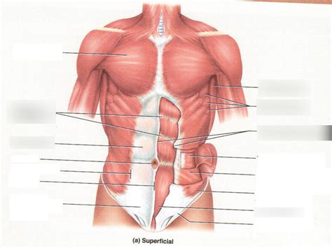ABD 1 Peritoneum Diagram 5 Diagram Quizlet