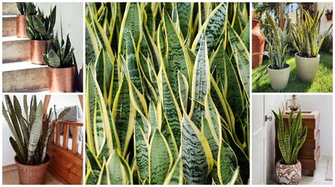 Espada de São Jorge 77 Ideias Incríveis e Como Cultivar