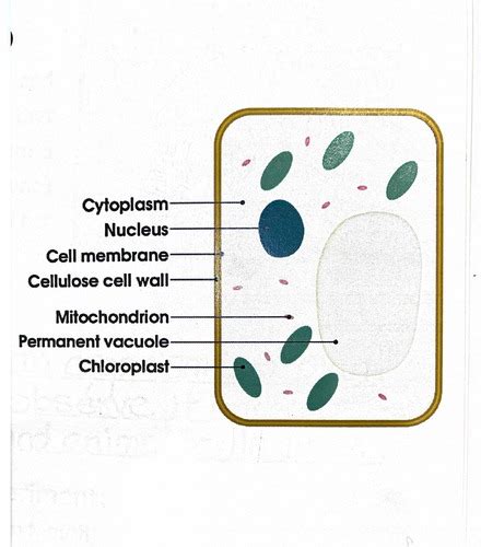 CELLS TEST Flashcards Quizlet