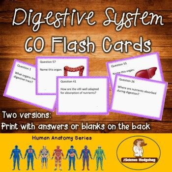 Digestive System Flash Cards By The Science Hedgehog TpT